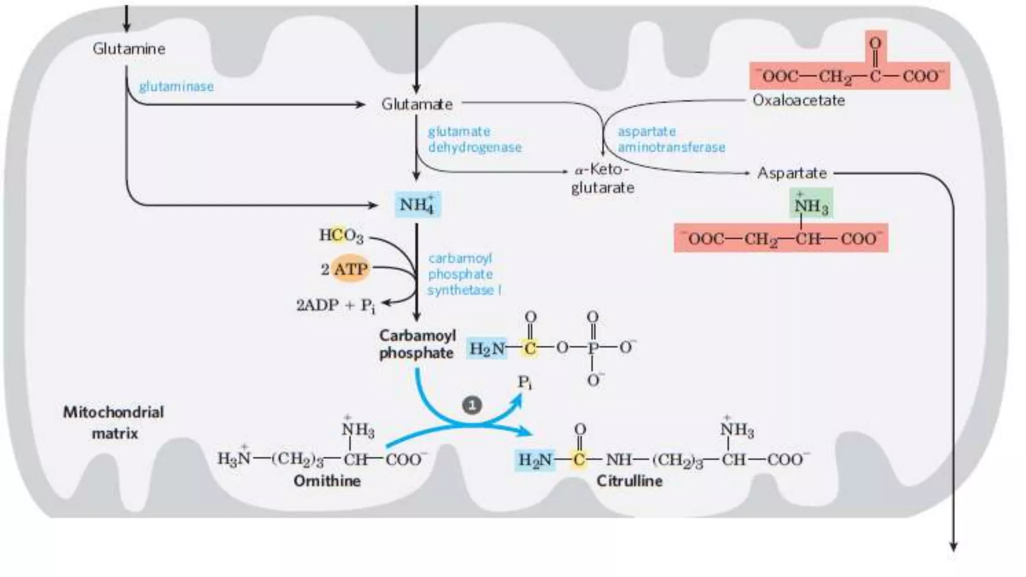 Estimation of Serum Urea | PPTX