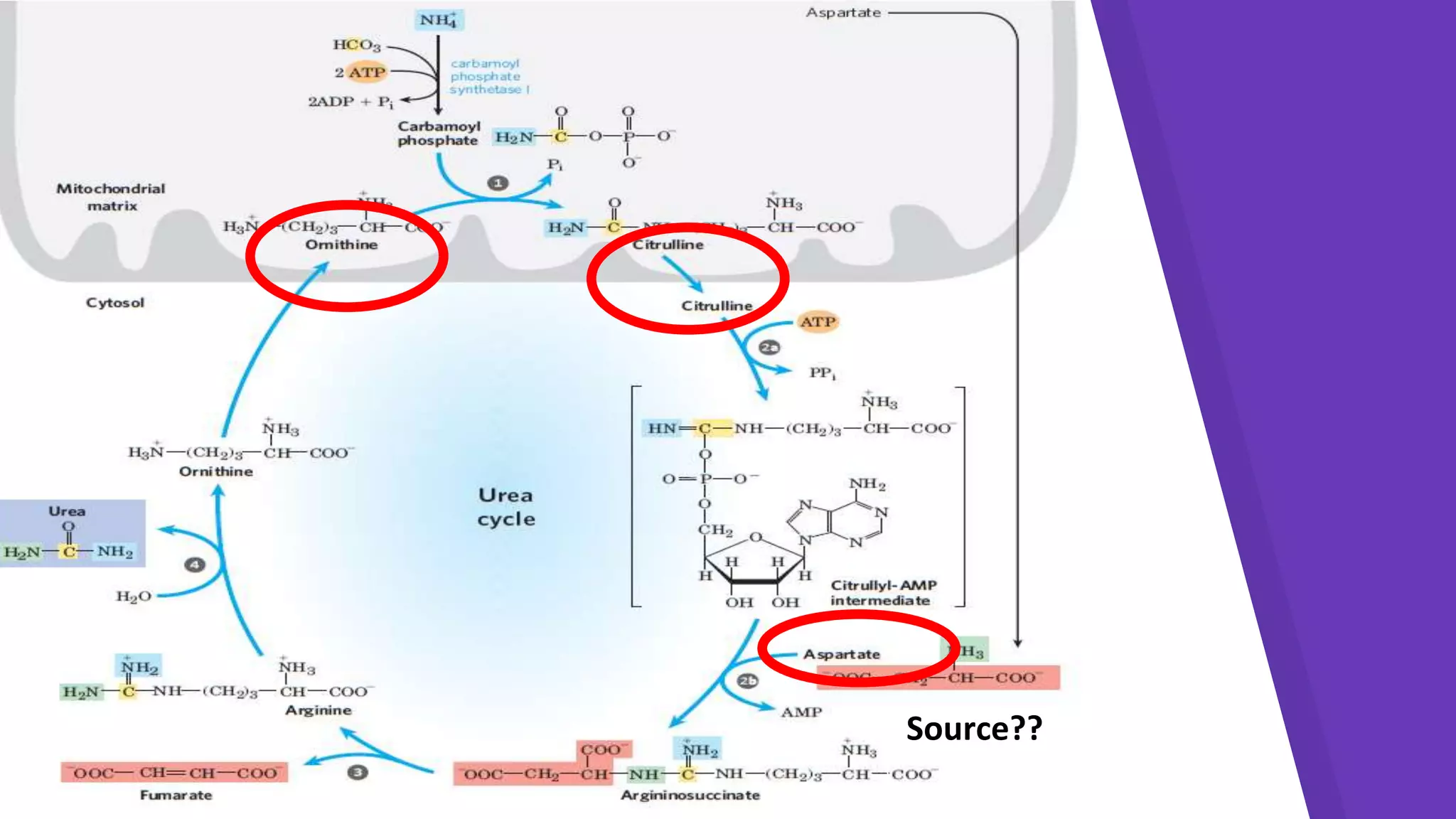 Estimation of Serum Urea | PPTX