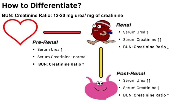 Estimation of Serum Urea | PPTX