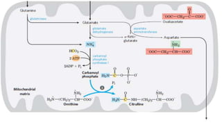 Estimation of Serum Urea | PPTX
