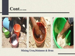 Urea molasses block | PPTX