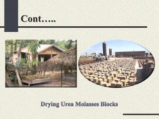 Urea molasses block | PPTX