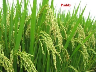 Urea n46 te and impress 80 (english) | PPT