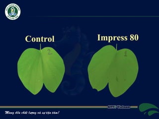 Urea n46 te and impress 80 (english) | PPT