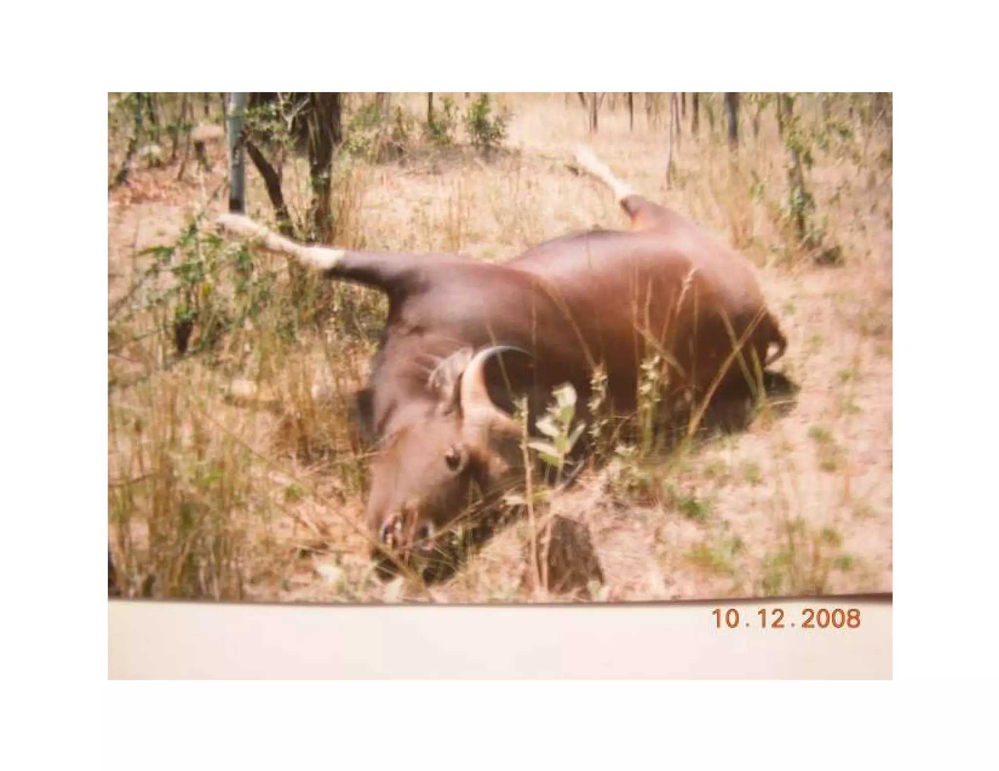 Urea poisoning | PDF