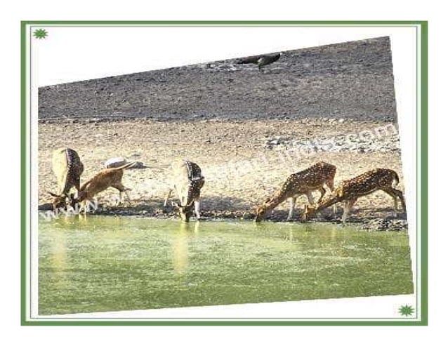 Urea poisoning | PDF | Chemistry | Science