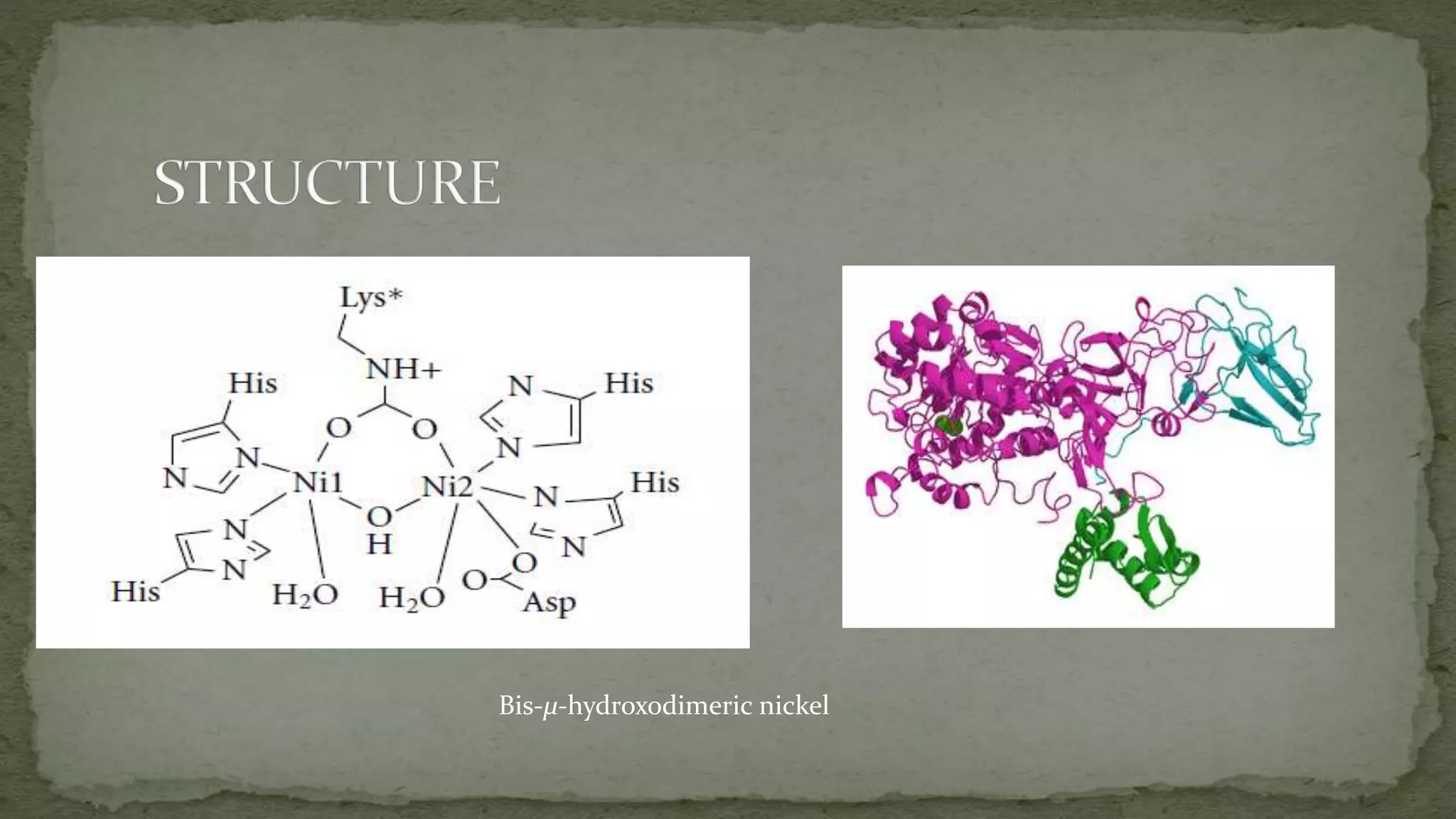 Urease enzyme and its catalytic cycle | PPTX