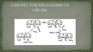 Urease enzyme and its catalytic cycle | PPTX