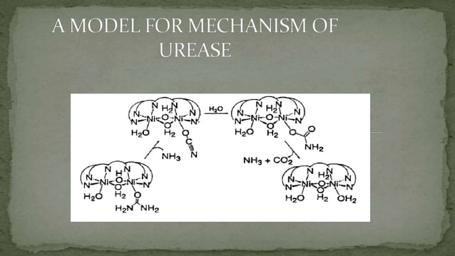 Urease enzyme and its catalytic cycle | PPTX