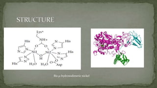 Urease enzyme and its catalytic cycle | PPTX