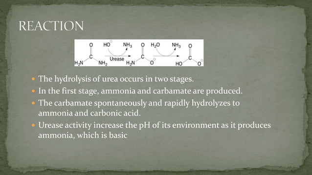 Urease enzyme and its catalytic cycle | PPTX