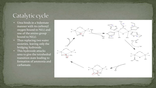 Urease enzyme and its catalytic cycle | PPTX