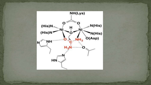 Urease enzyme and its catalytic cycle | PPTX