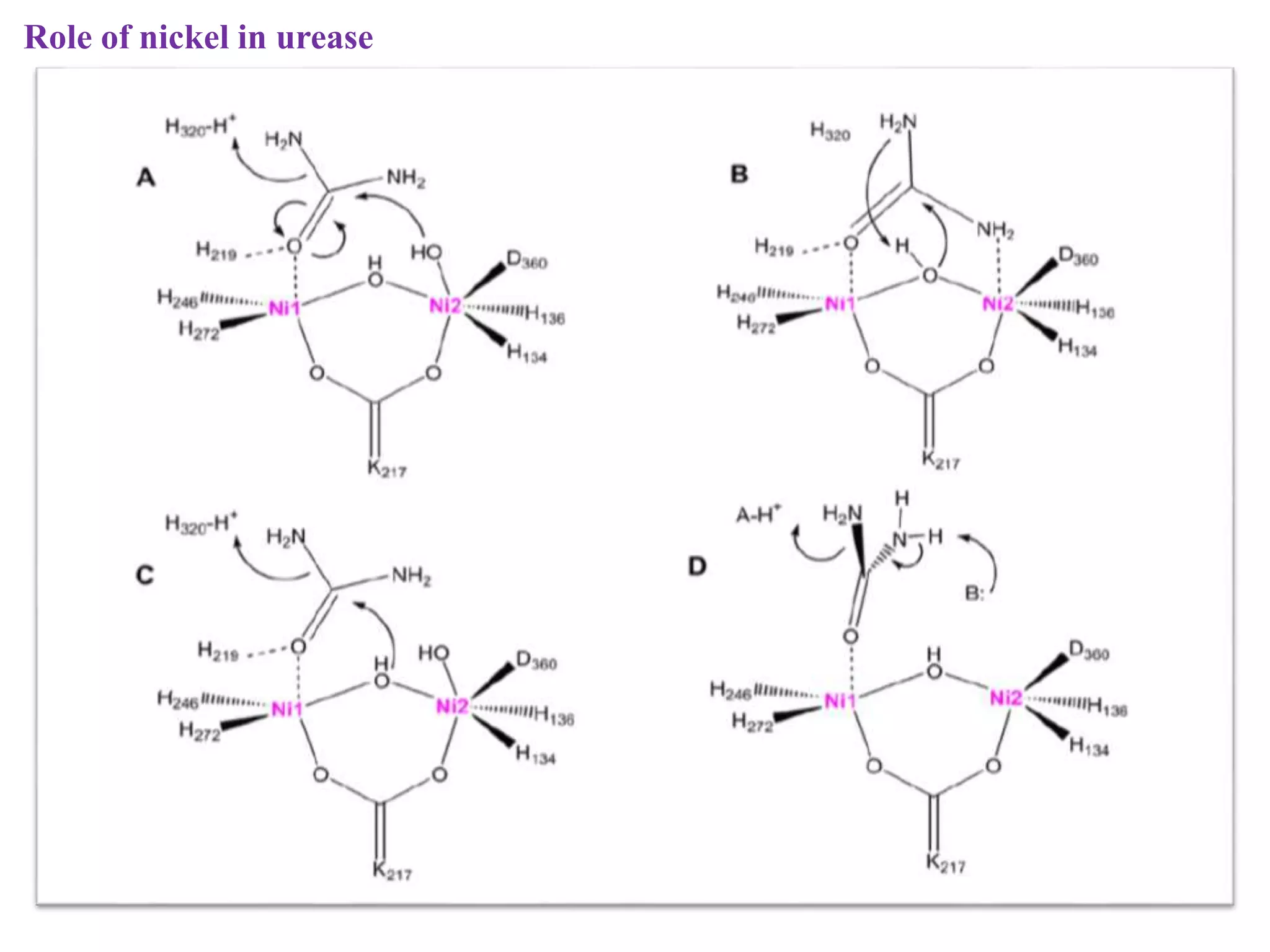 Ureases mimics | PPTX