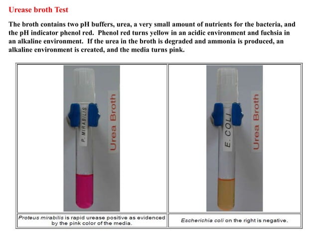 Ureases mimics | PPTX
