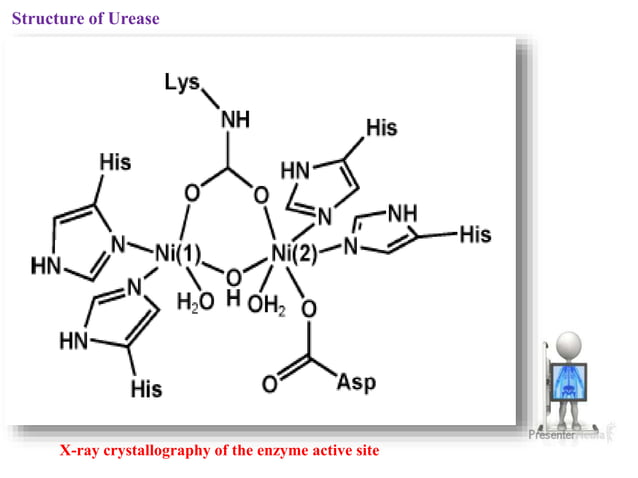 Ureases mimics | PPT