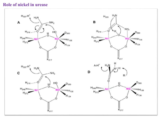 Ureases mimics | PPTX