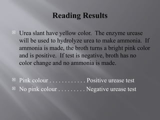 Urease Test.pptx microbiology hematology | PPTX