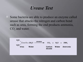 Urease Test.pptx microbiology hematology | PPTX