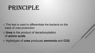 Urease test LAB presentation slides.pptx