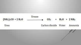 Urease test LAB presentation slides.pptx