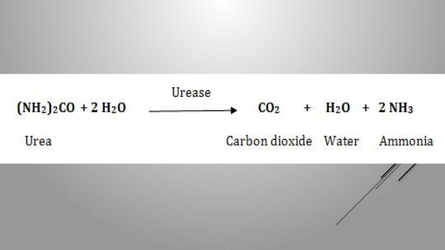Urease test LAB presentation slides.pptx