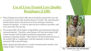 Urea treatment of low quailty roughages | PPTX