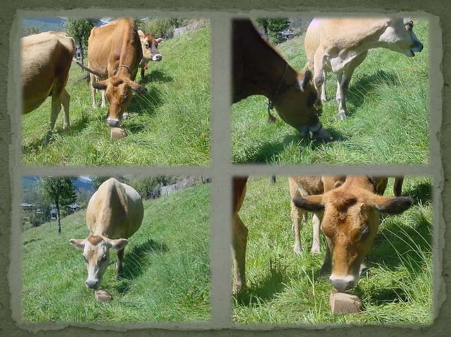 Urea treatment of straw | PPTX | Agriculture | Industries