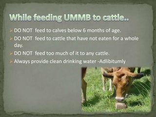 Urea treatment of straw | PPTX