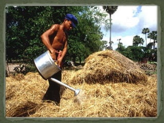 Urea treatment of straw | PPTX