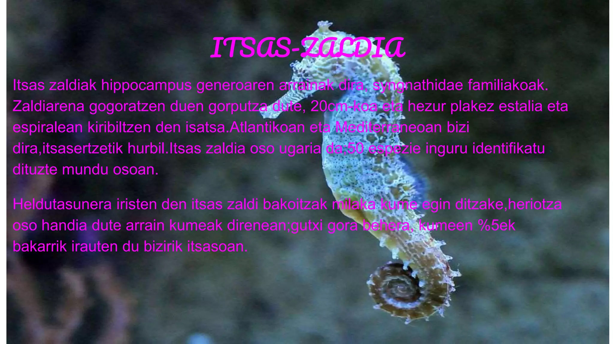 Uretako animaliak | PPTX