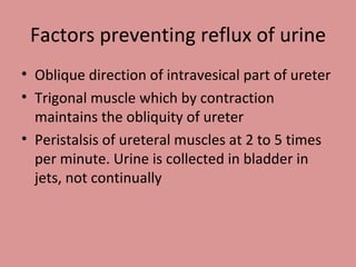 Ureter | PPT