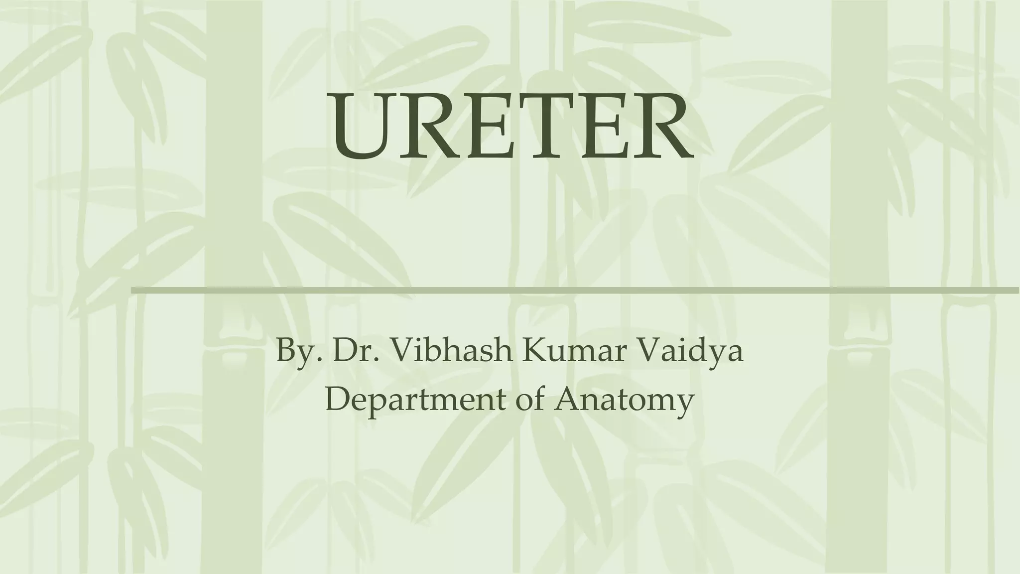 Anatomy of Ureter | PPTX