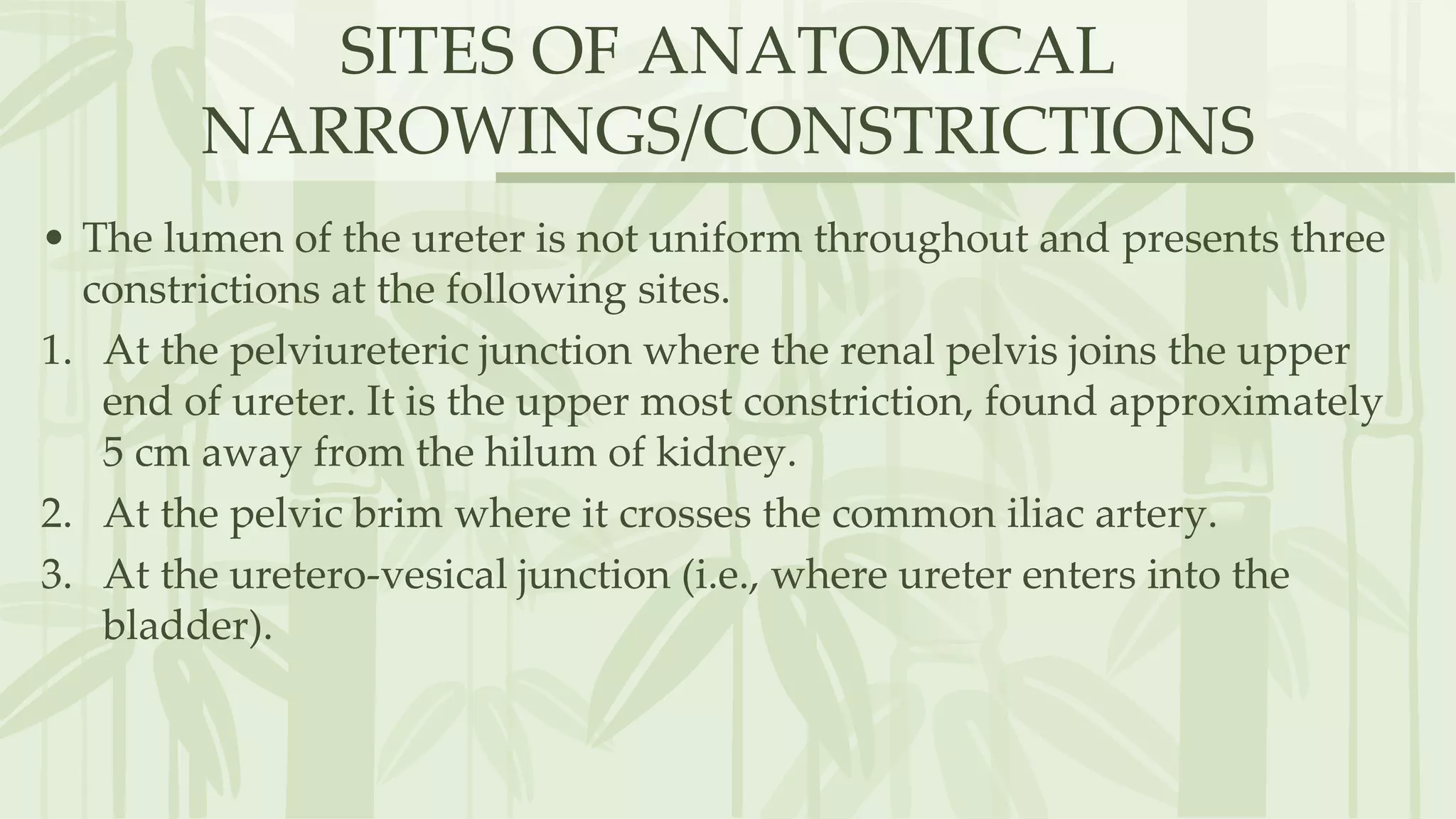 Anatomy of Ureter | PPTX