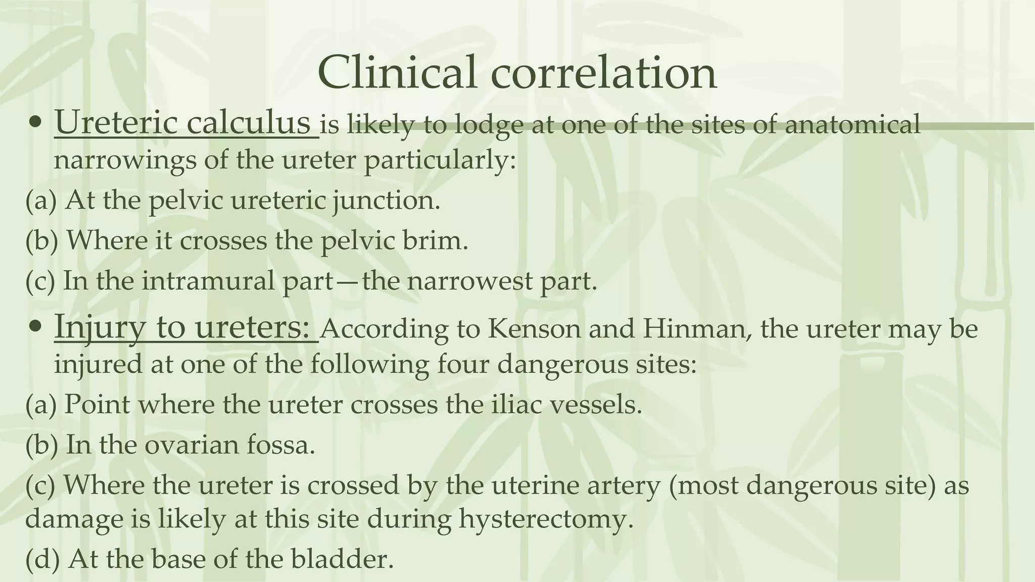 Anatomy of Ureter | PPTX