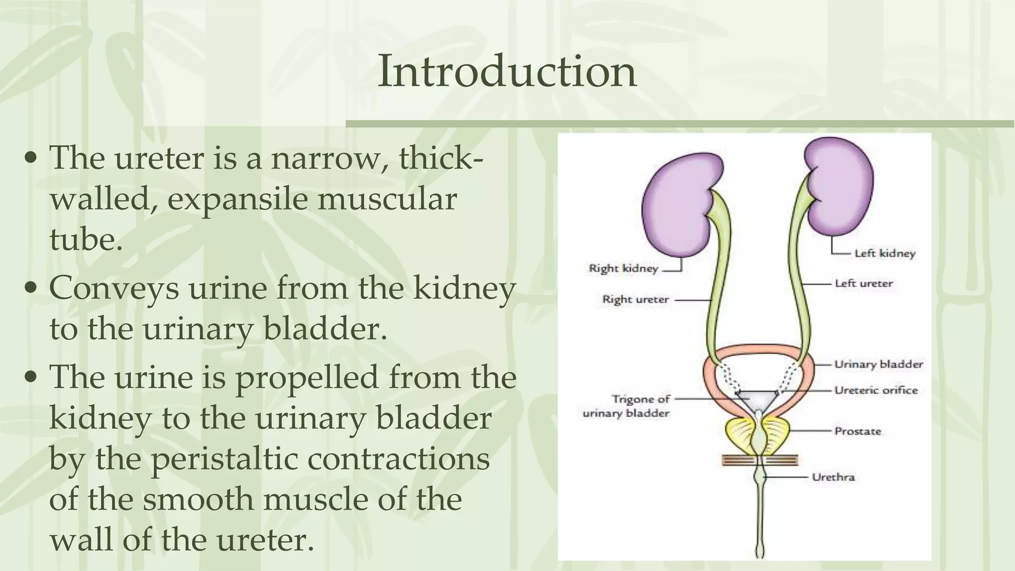Anatomy of Ureter | PPTX