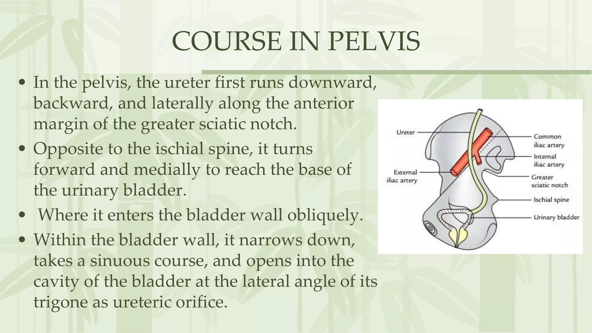 Anatomy of Ureter | PPTX