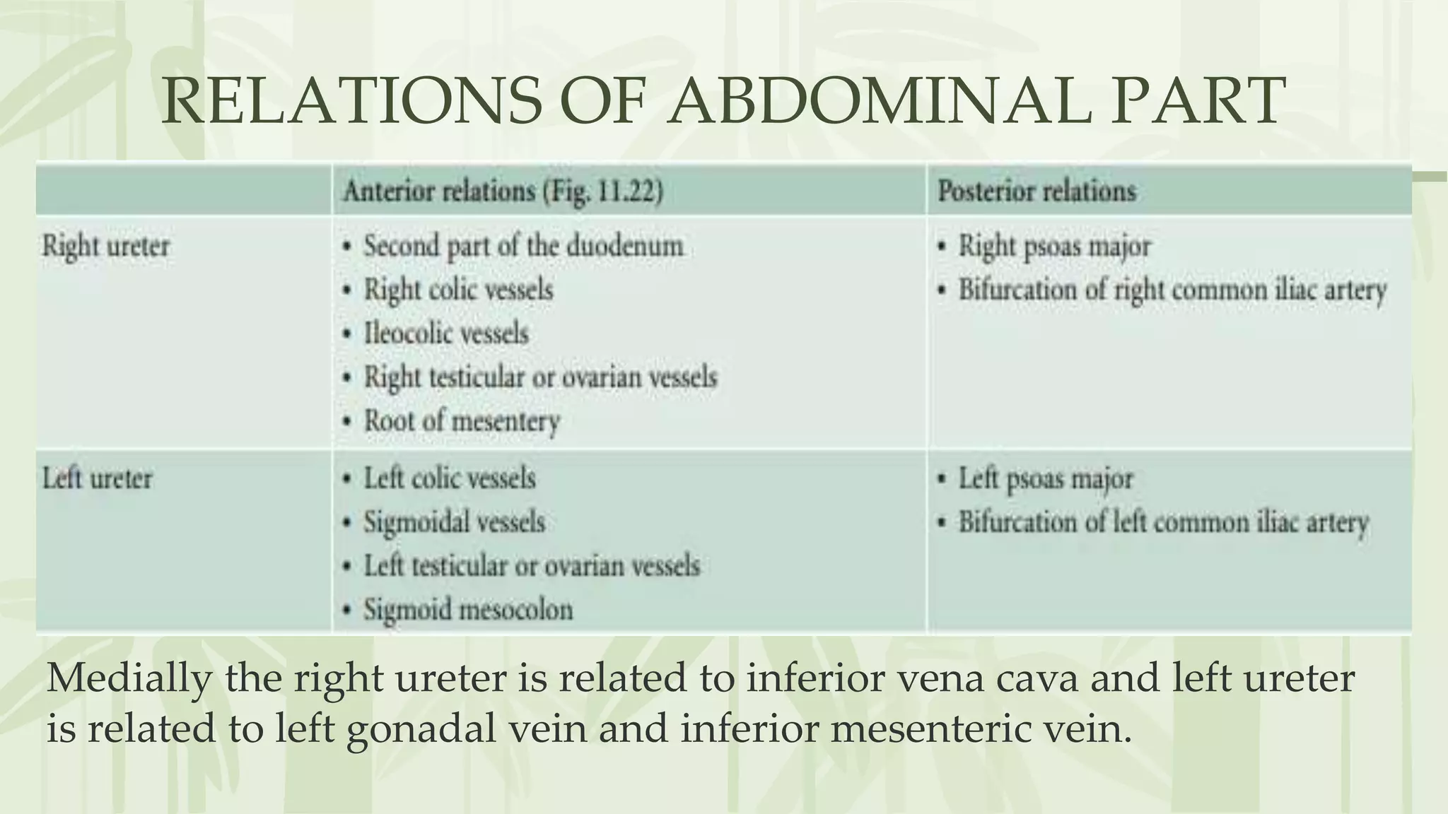 Anatomy of Ureter | PPTX