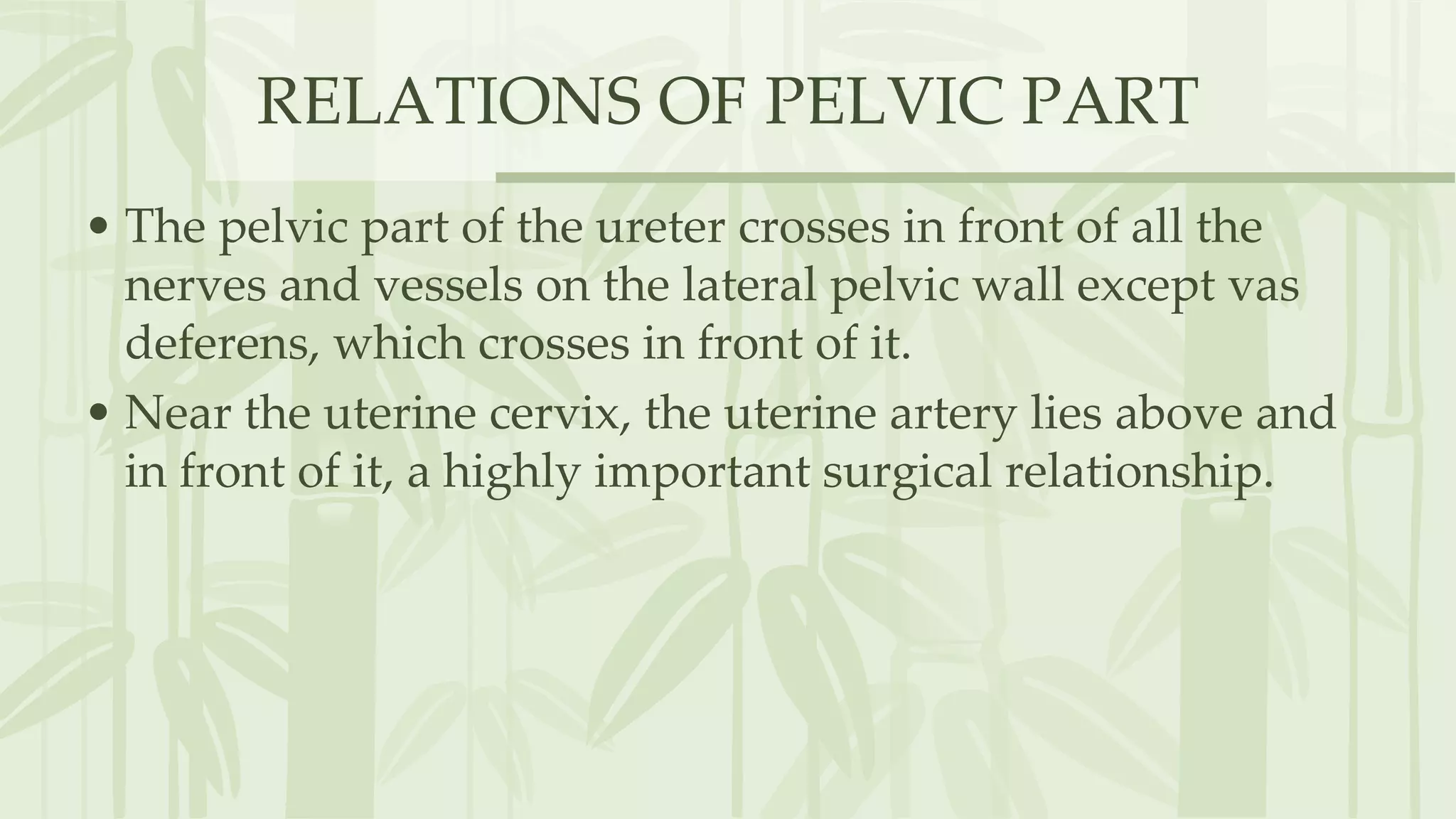 Anatomy of Ureter | PPTX