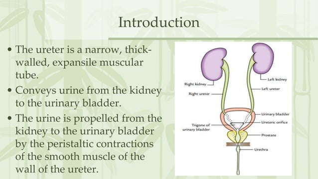 Anatomy of Ureter | PPT