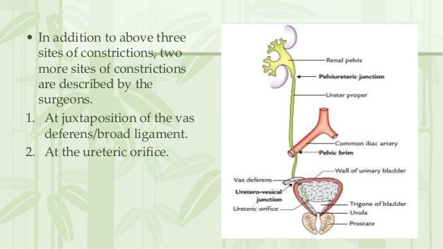 Anatomy of Ureter