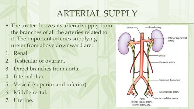Anatomy of Ureter