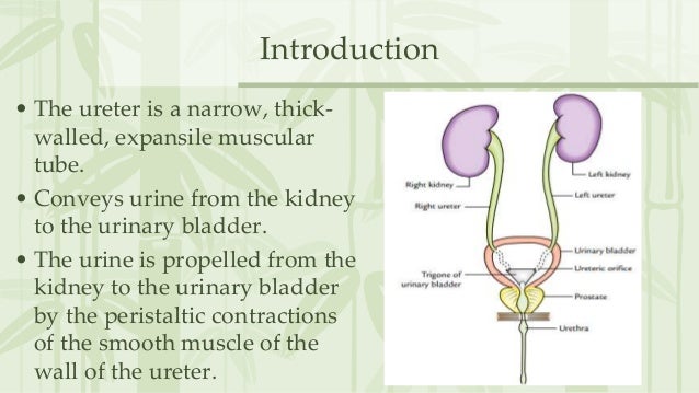 Anatomy of Ureter
