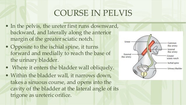 Anatomy Of The Ureter