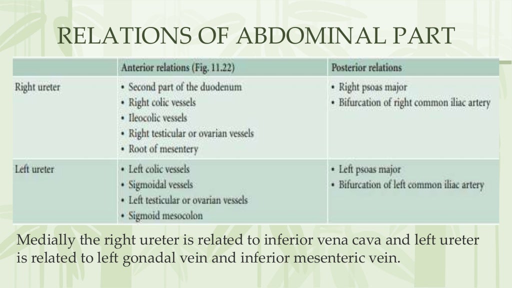 Anatomy Of Ureter