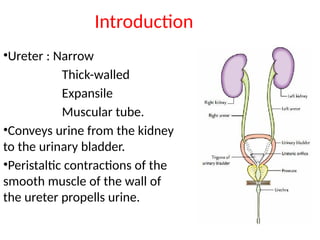 ureter-190714080539.pptxirururkdjrkeikrkrk | PPTX