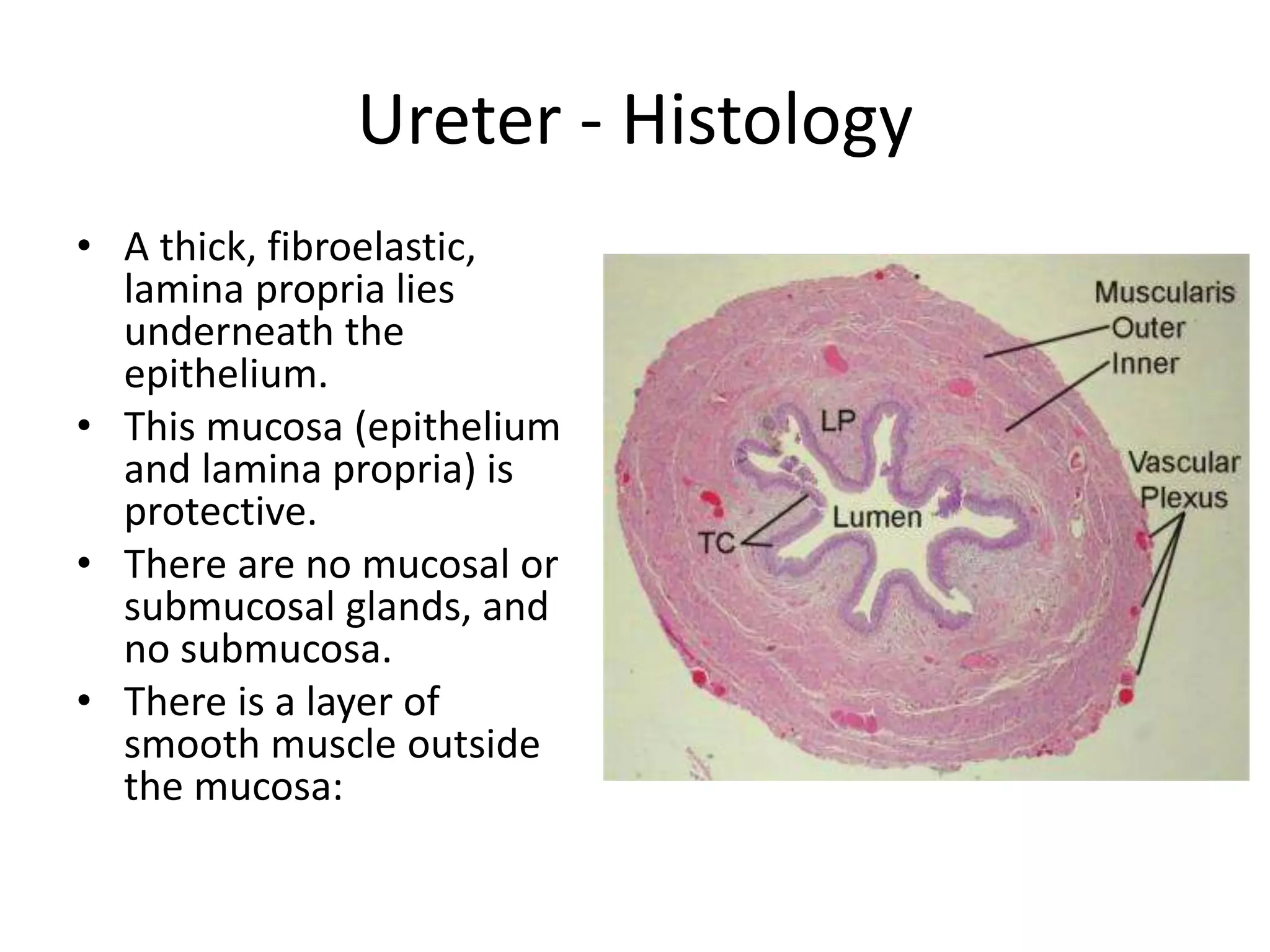 Ureter | PPTX