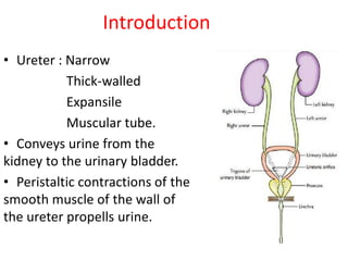 Ureter | PPTX