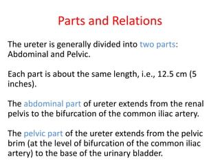Ureter | PPTX
