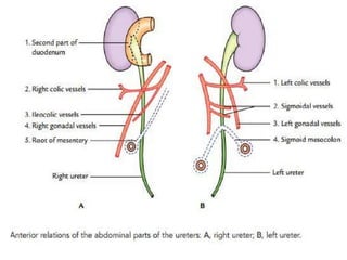 Ureter